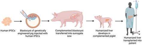 Chimeric Livers And Cross Species Cures Hmer