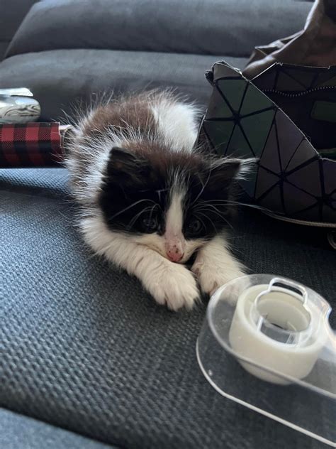 So Bored While Mama Wraps Presents Rcowcats