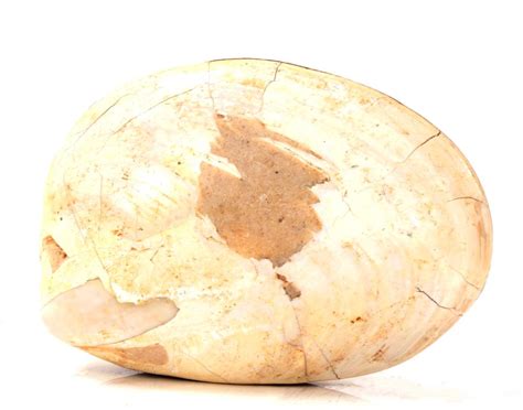 Sold At Auction Ancient Fossilized Complete Clam Shell