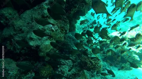 School Of Dusky Sweeper Swims Near Coral Reef Red Sea Dahab Sinai Peninsula Egypt Vídeo Do