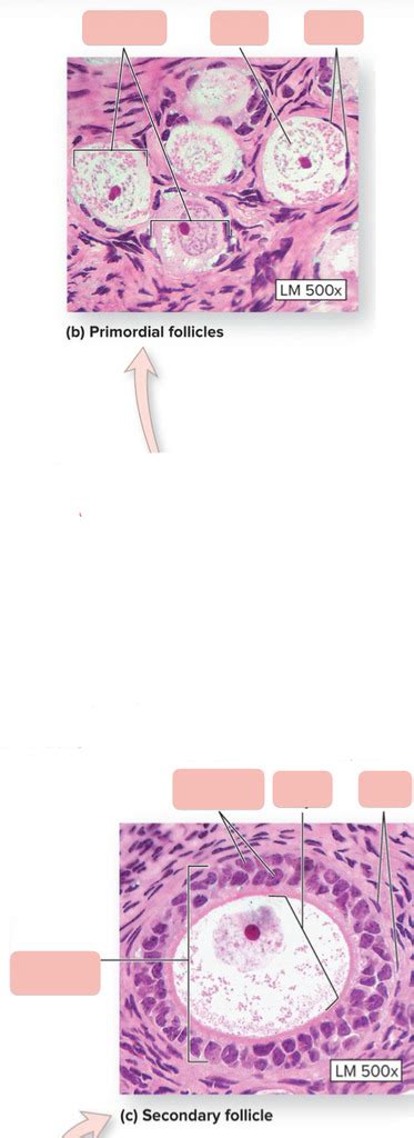 Ovarian Follicles Diagram Quizlet