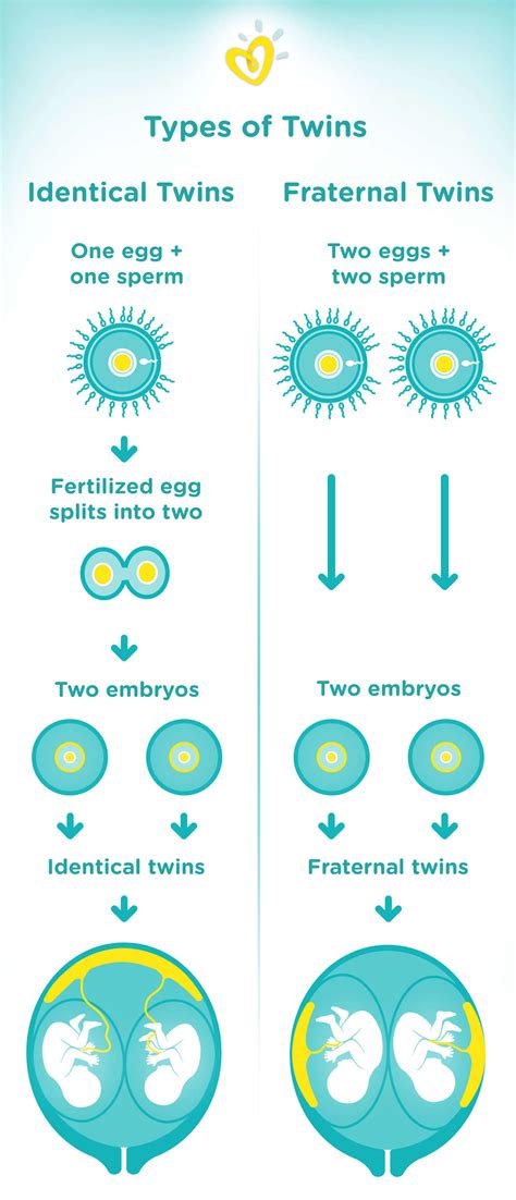 Faq Twin Pregnancy