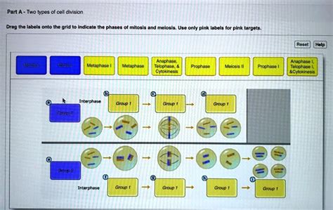 part a two types of cell division drag the labels onto tho grid to