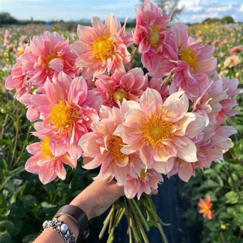 SÓc Sample Cửa Hàng Trực Tuyến Shopee Việt Nam