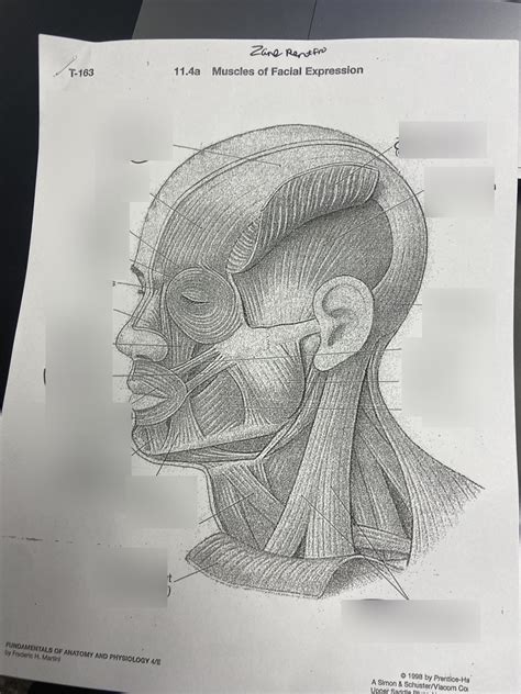 Muscles Of Facial Expression Diagram Quizlet