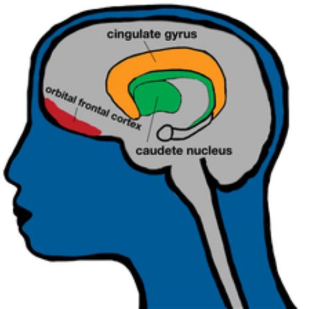 Brain Clipart Prefrontal Cortex Png Download Large Size Png Image