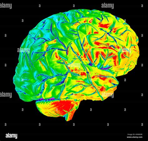 Functions Of The Brain Stock Photos Functions Of The Brain Stock Images Alamy
