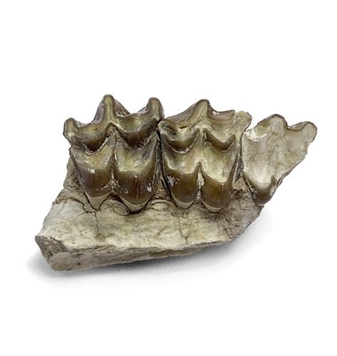 Fossils For Sale Fossils Partial Primitive “oreodont Jaw