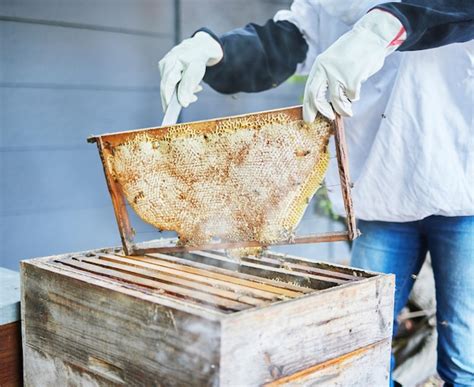 Moldura De Mãos E Apicultura Com Uma Agricultora Trabalhando Em Um Produto De Mel Enquanto