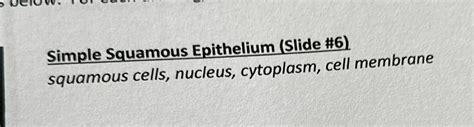 [solved] Draw And Label Below Simple Squamous Epithelium Slide 6