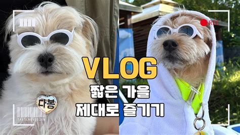 Vlogㅣ쫄보의 짧은 가을 댕댕워터파크 즐겨보기💦ㅣ강아지친구ㅣ하우스교육ㅣ유기견 성장일기 Youtube