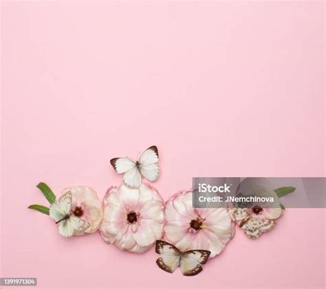 아름다운 봄 꽃과 나비가있는 최소한의 파스텔 핑크 카드 배경 0명에 대한 스톡 사진 및 기타 이미지 0명 3월 4월 Istock