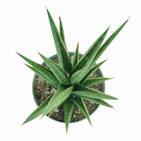 Sansevieria Jewel Crown 14 Cm Dracaenaceae Giromagi Vendita