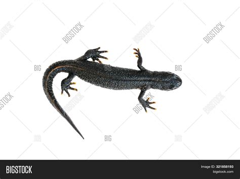 Black Newt Tail Tucked Image Photo Free Trial Bigstock