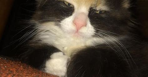 Grumpy Album On Imgur