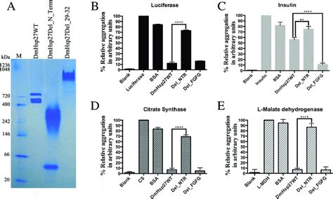 N Terminal Region Is Essential For Oligomerization And Chaperon Like Download Scientific