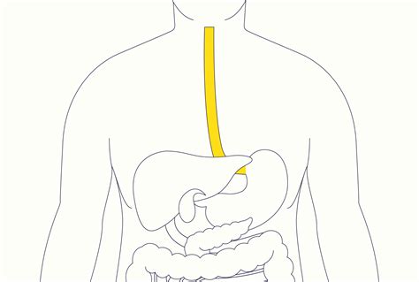 Esophagus Location Function And Associated Diseases