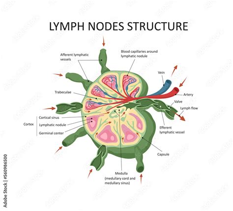lymph node structure