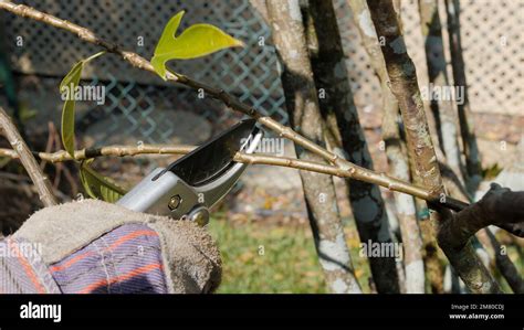 Gardener Trimming Backyard Plant With Pruning Shears Male Landscaper