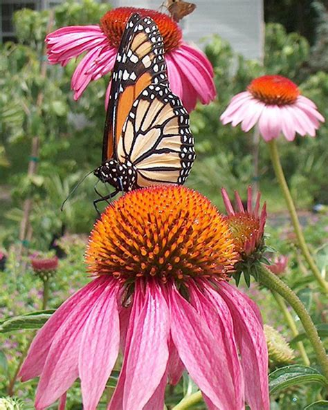 Monarch Butterfly Things You Can Do