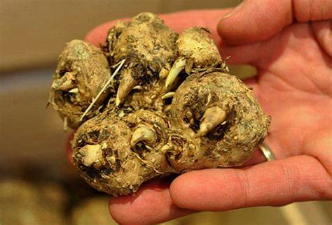 Як правильно зберігати фізаліс