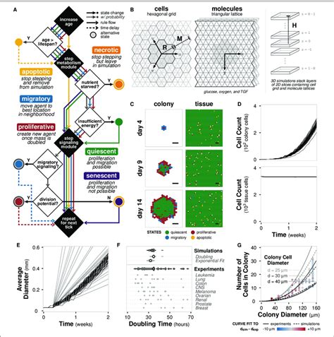 Tissue Cell Implementation A Flowchart Outlining Tissue Cell Agent