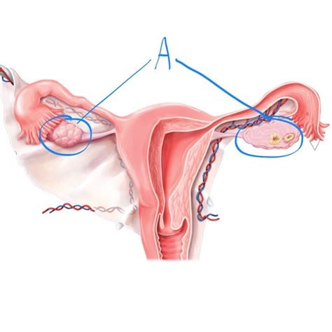 PVCC Lab Exam 3 Reproductive System Flashcards Quizlet