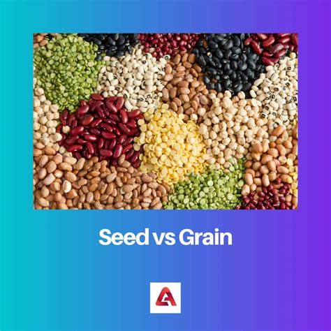 Seed Vs Grain Difference And Comparison