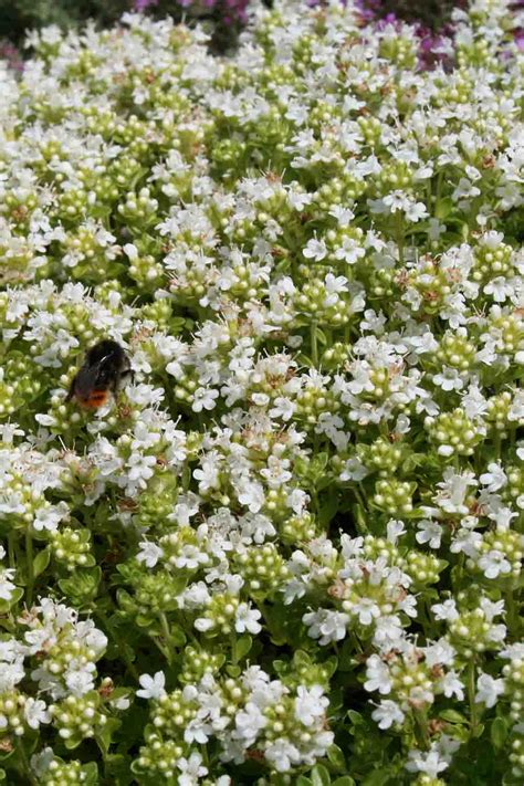 Thymus Serpyllum ‚albus‘ Weißer Teppichthymian Baumschule Schipke