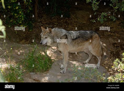 Mexican Grey Wolf Canis Lupus Baileyi Photogrpahed In Arizona Usa Stock