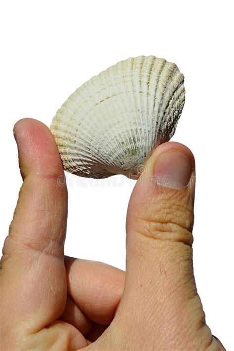 Bivalve Seashell From Bivalve Mollusk Mollusca Held In Left Hand On White Background Stock Image