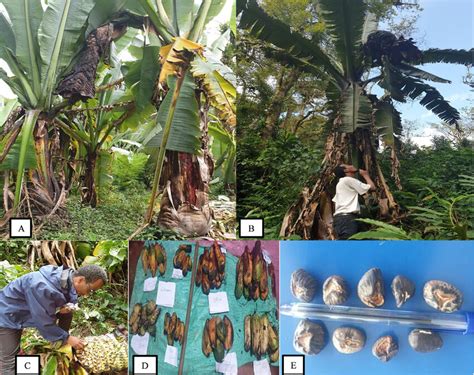 ensete ventricosum a robust perennial monocot plant with overlapping