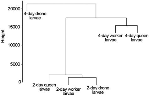 The Gene Clustering Tree Of 2 And 4 Day Drone Worker And Queen Larvae