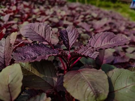 Amaranthus Collectively Known As Amaranth Is A Cosmopolitan Genus Of Annual Or Short Lived