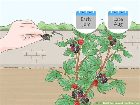3 Simple Ways To Harvest Blackberries Wikihow Life