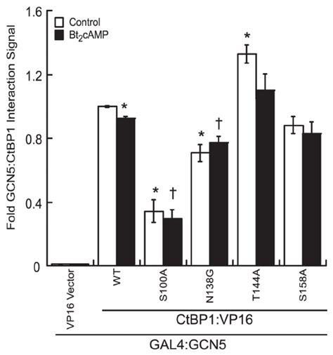 Ctbp1 Dimerization Motif Mutations Affect Gcn5 Ctbp Interaction