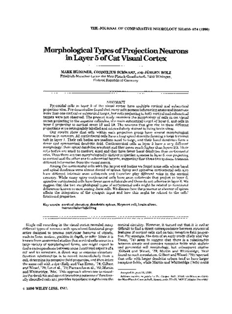 Pdf Morphological Types Of Projection Neurons In Layer 5 Of Cat Visual Cortex