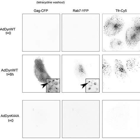Dynamin Dependent Endocytosis Is Not Required For Targeting Gag To Late Download Scientific