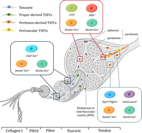 Frontiers Tendon Stemprogenitor Cell Subpopulations And Their Implications In Tendon Biology