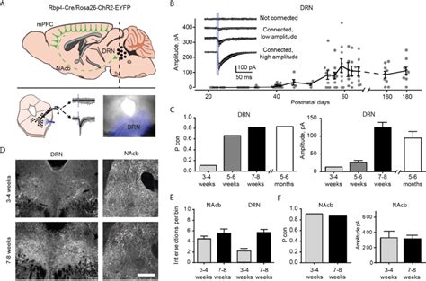 Top Down Cortico Raphe Connections Develop Over Adolescence In Mice Download Scientific