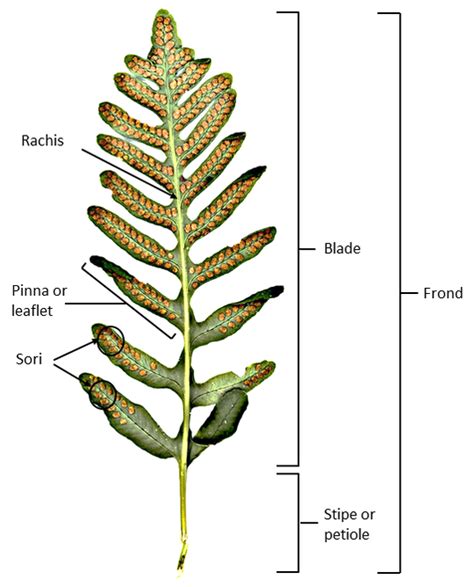 Non Vascular Plants Labeled