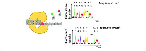 Detection Of Modified Adenines Using Single Molecule Real Time