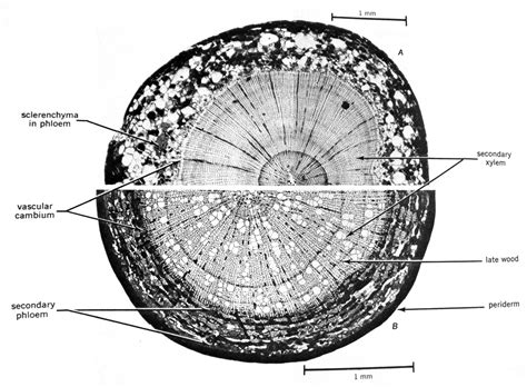 Dicot Root Secondary Growth