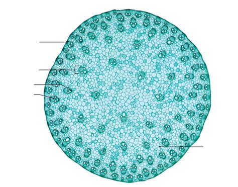 Label The Shoot Stem Quiz