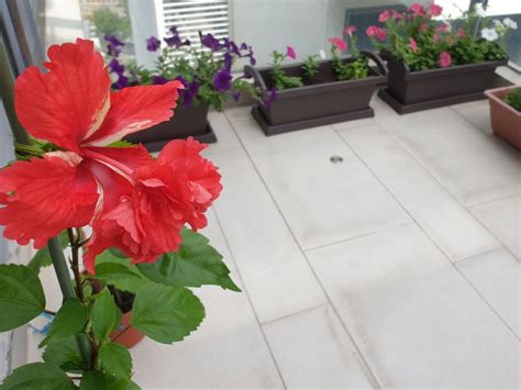 Red Poodle Hibiscus Plant Furniture And Home Living Gardening Plants