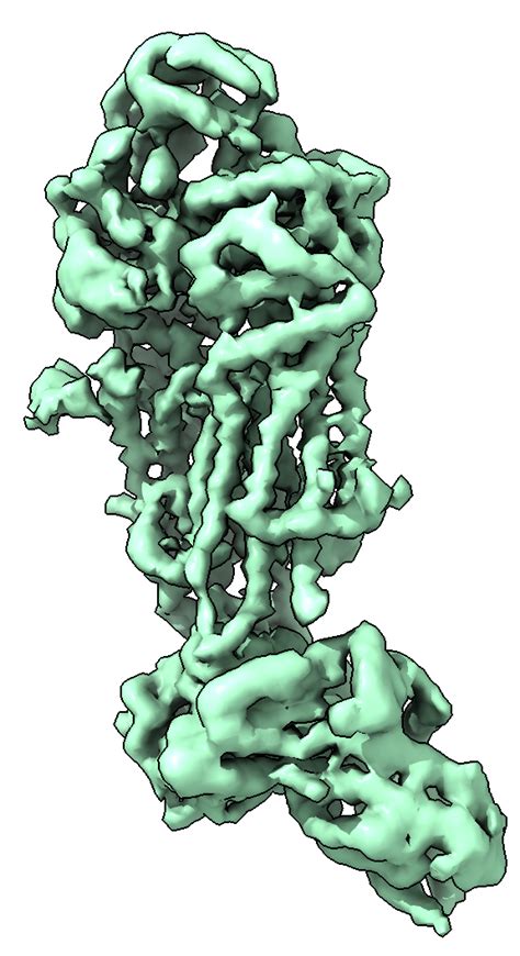 Structure Of Human Abca4 A Crucial Transporter For Ocular Function In Complex With Amp Pnp Was