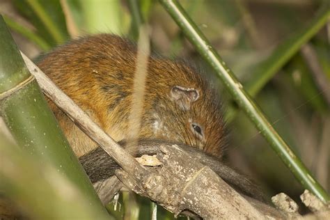 Why Do People Breed Bamboo Rats Food Or Profit