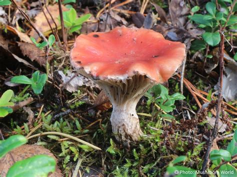 Mushroom Identifier Mushroom World