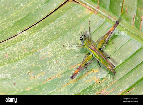 Exotic Strange Grasshopper Matchstick Grasshopper Homeomastax Kressi