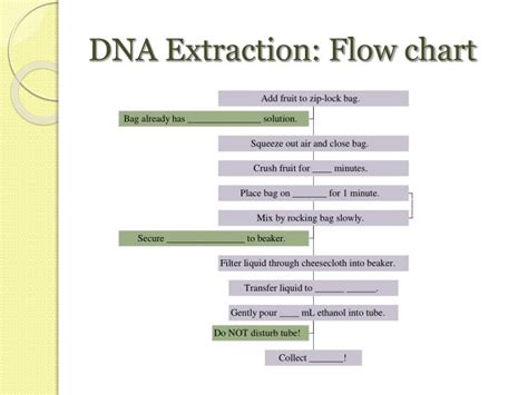 Ppt Strawberry Dna Extraction Powerpoint Presentation Id524226